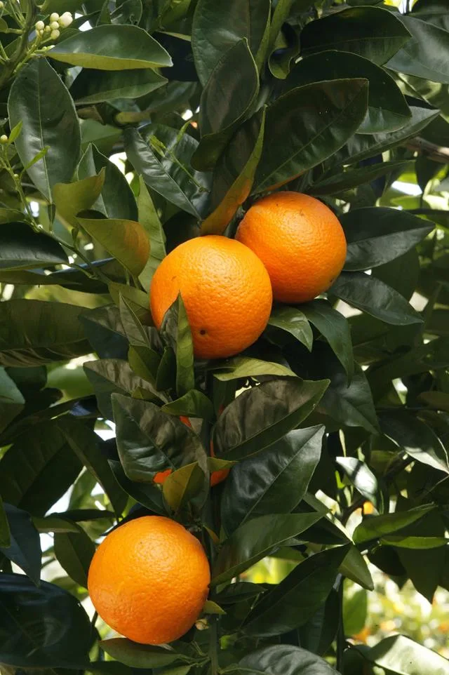 How to care for fruit trees in winter