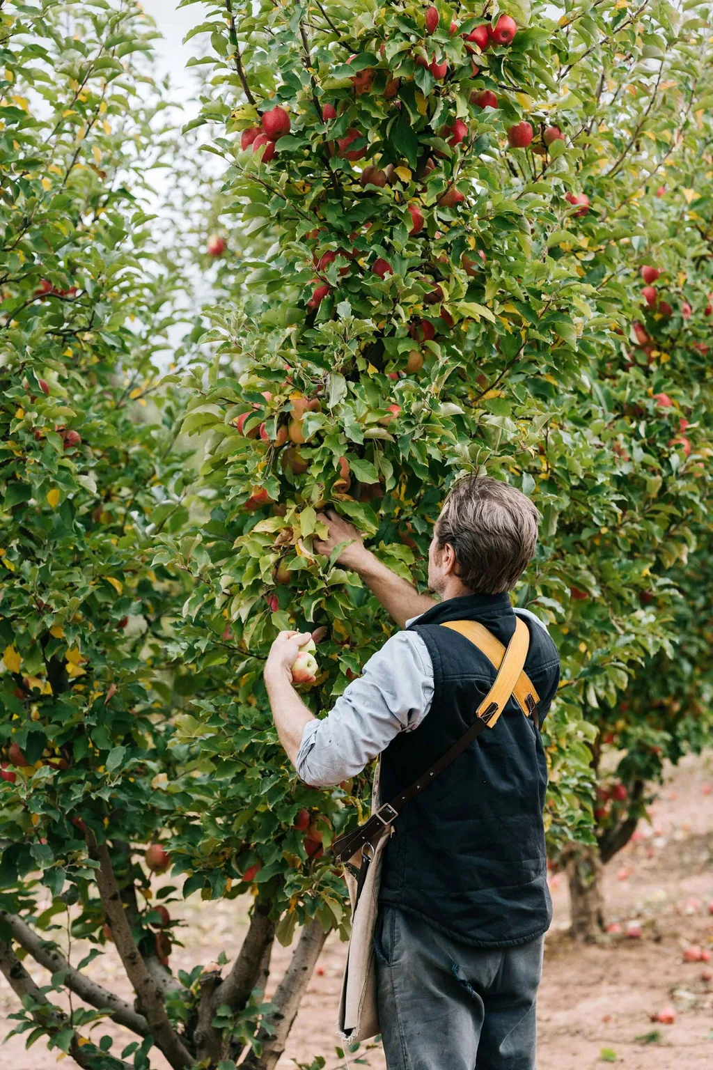 Black Barn Farm: Tour the apple orchard and family cottage