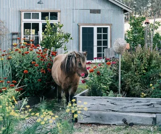Black Barn Farm: Tour the apple orchard and family cottage