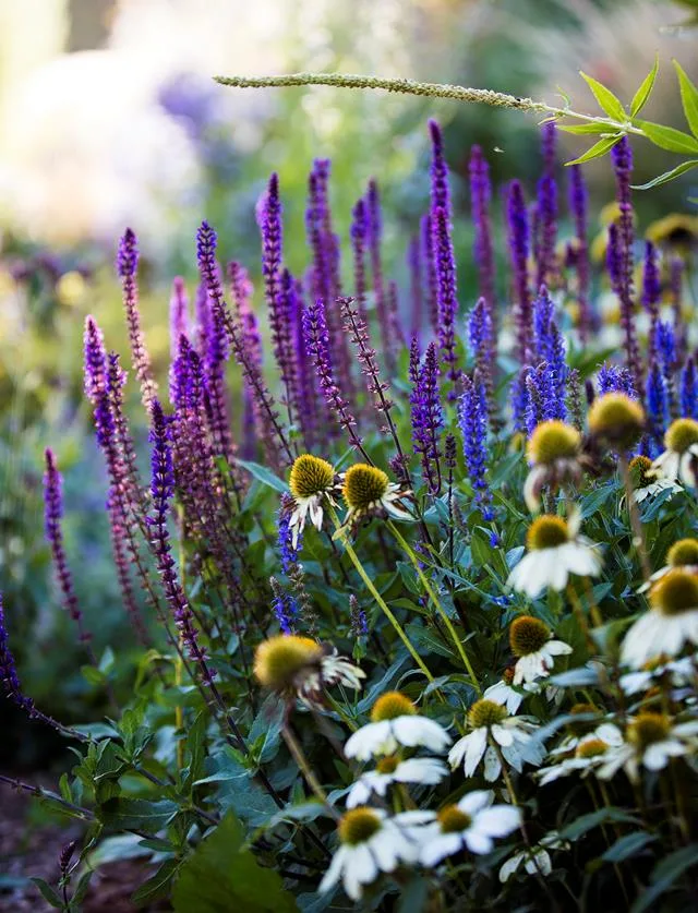 10 Purple Flowers to Add Colour to Your Garden | Homes To Love