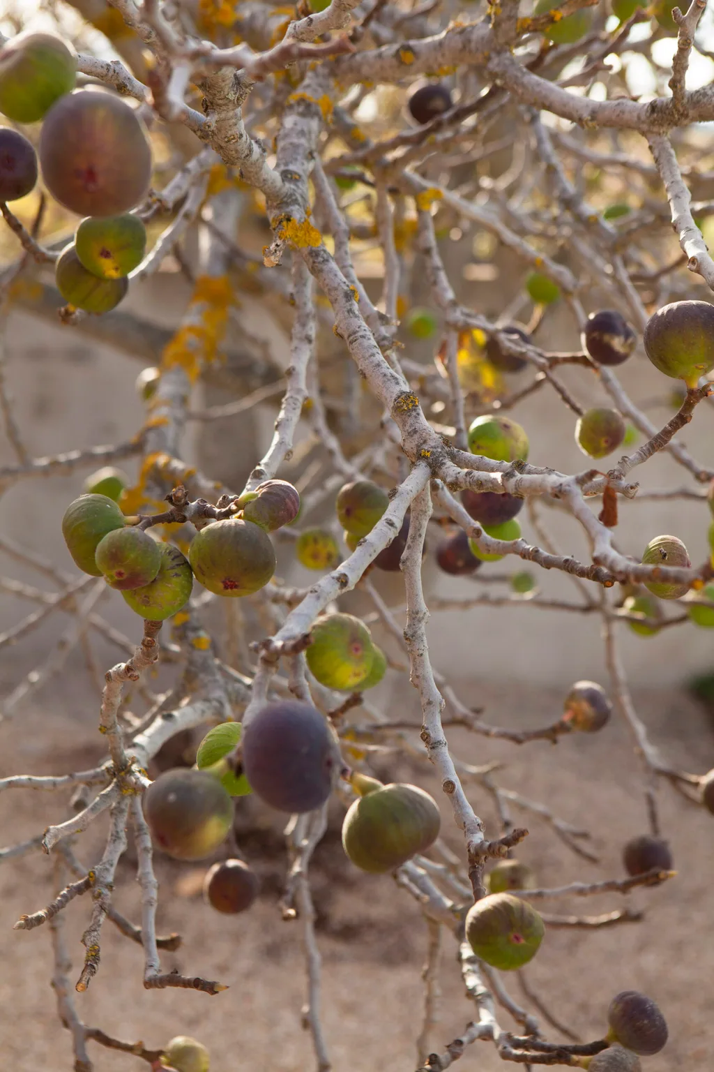 Fig Tree: How To Grow And Care For This Tasty Tree | Homes To Love