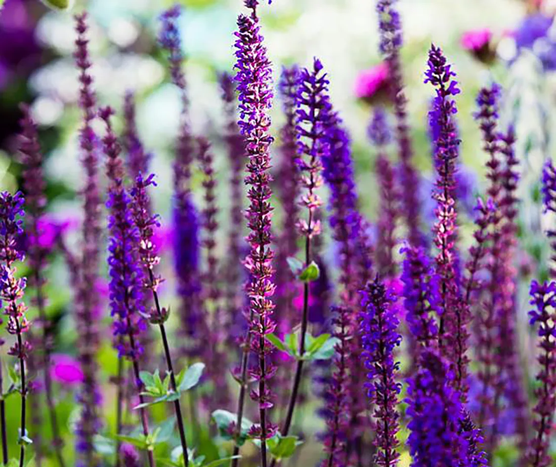 How to Grow Salvias: Enhance Your Garden with Color