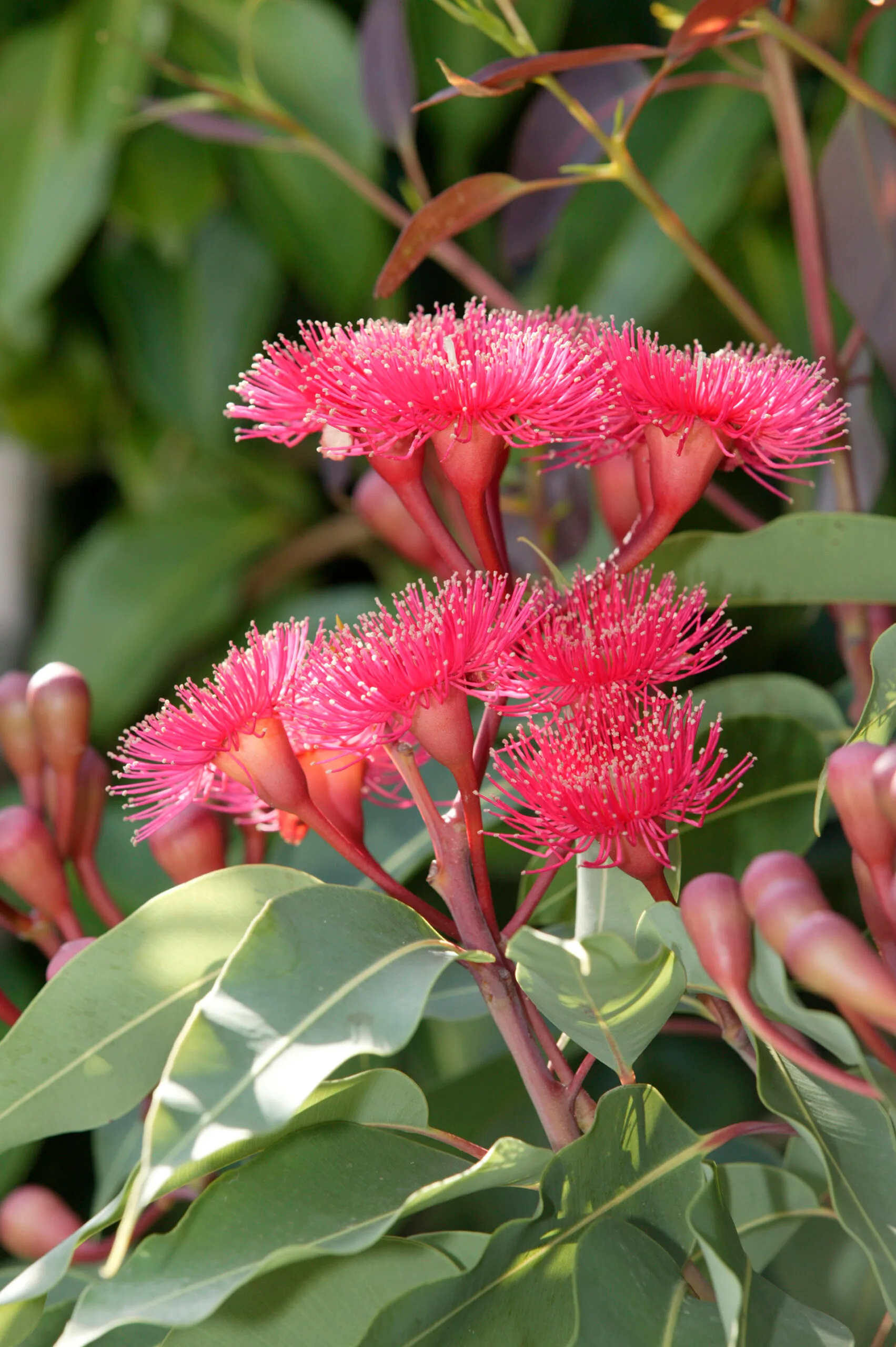 Australian Native Flowers: How To Grow Your Own