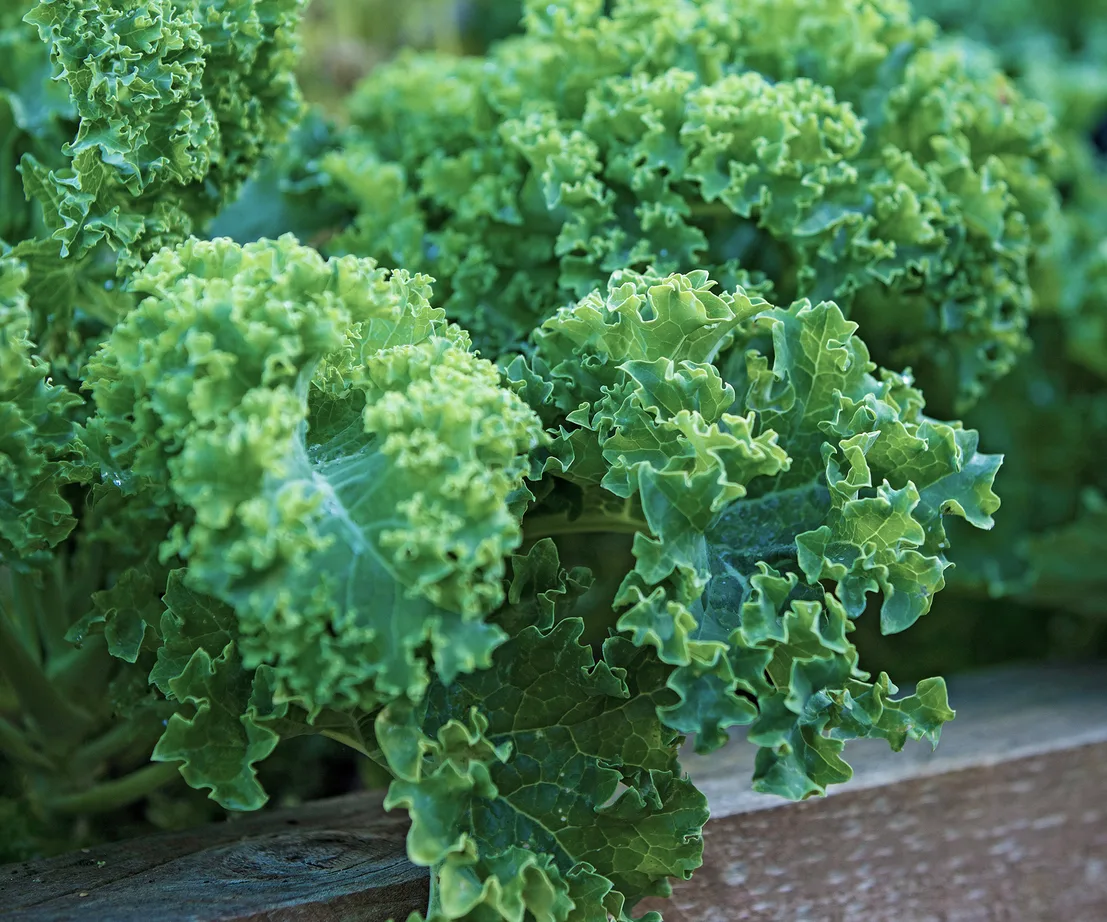 Kale: how to grow and care for this hardy vegetable