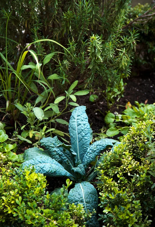 Kale: how to grow and care for this hardy vegetable