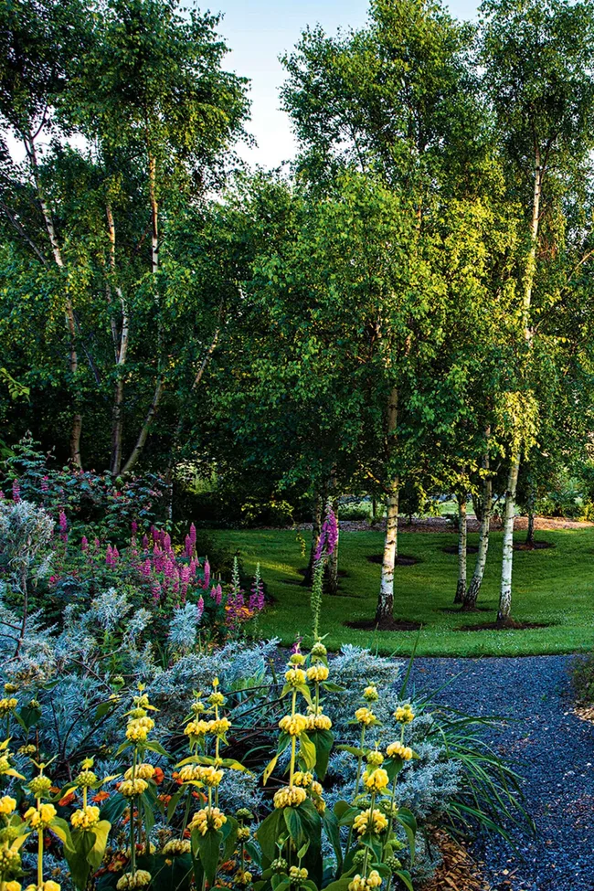 Woodland garden design in pictures