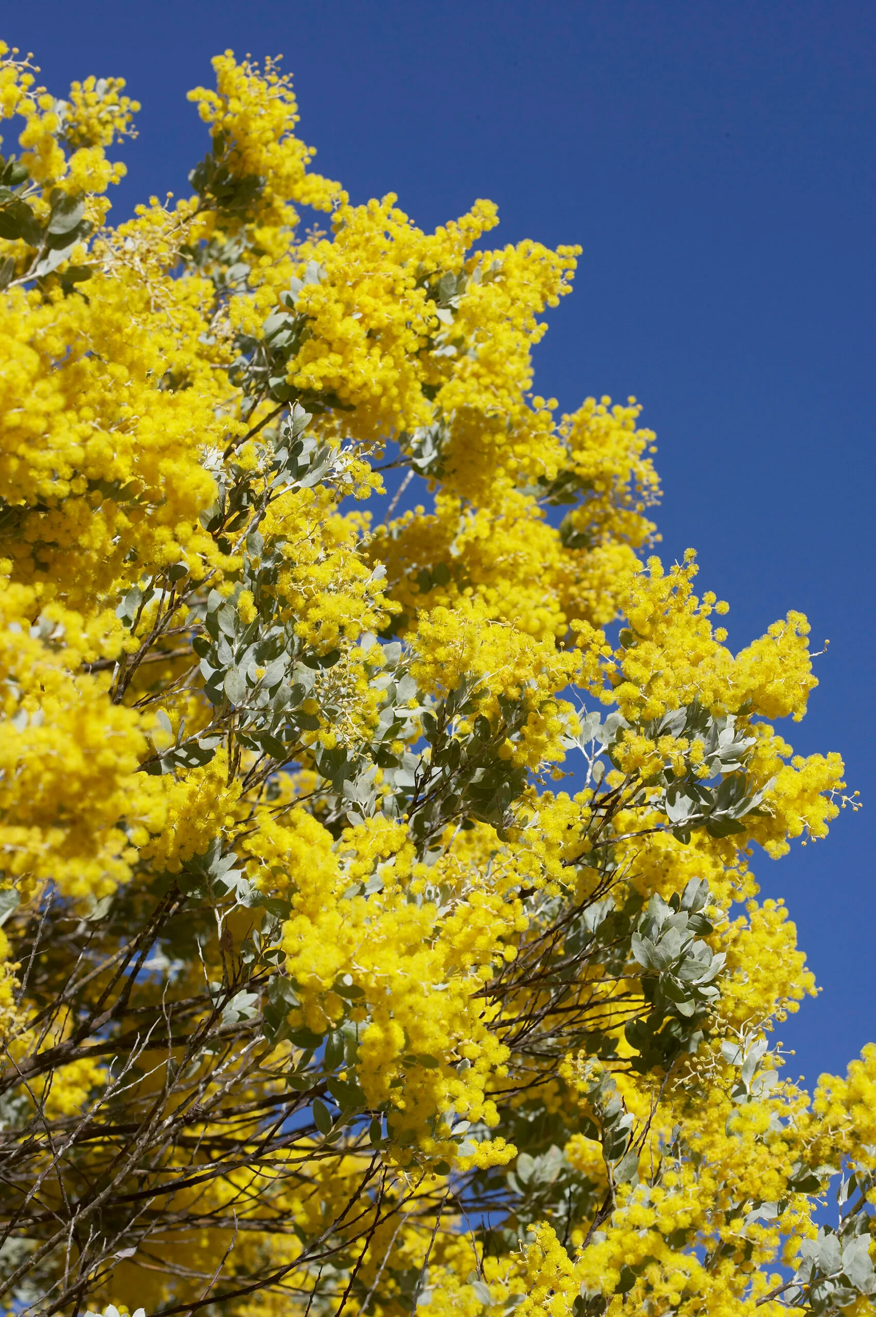 The Wattle Tree: A Guide To Growing Acacias In Australia