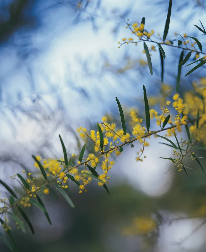 The Wattle Tree: A Guide To Growing Acacias In Australia