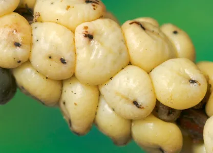 Wattle tick scale: how to prevent and control this pest