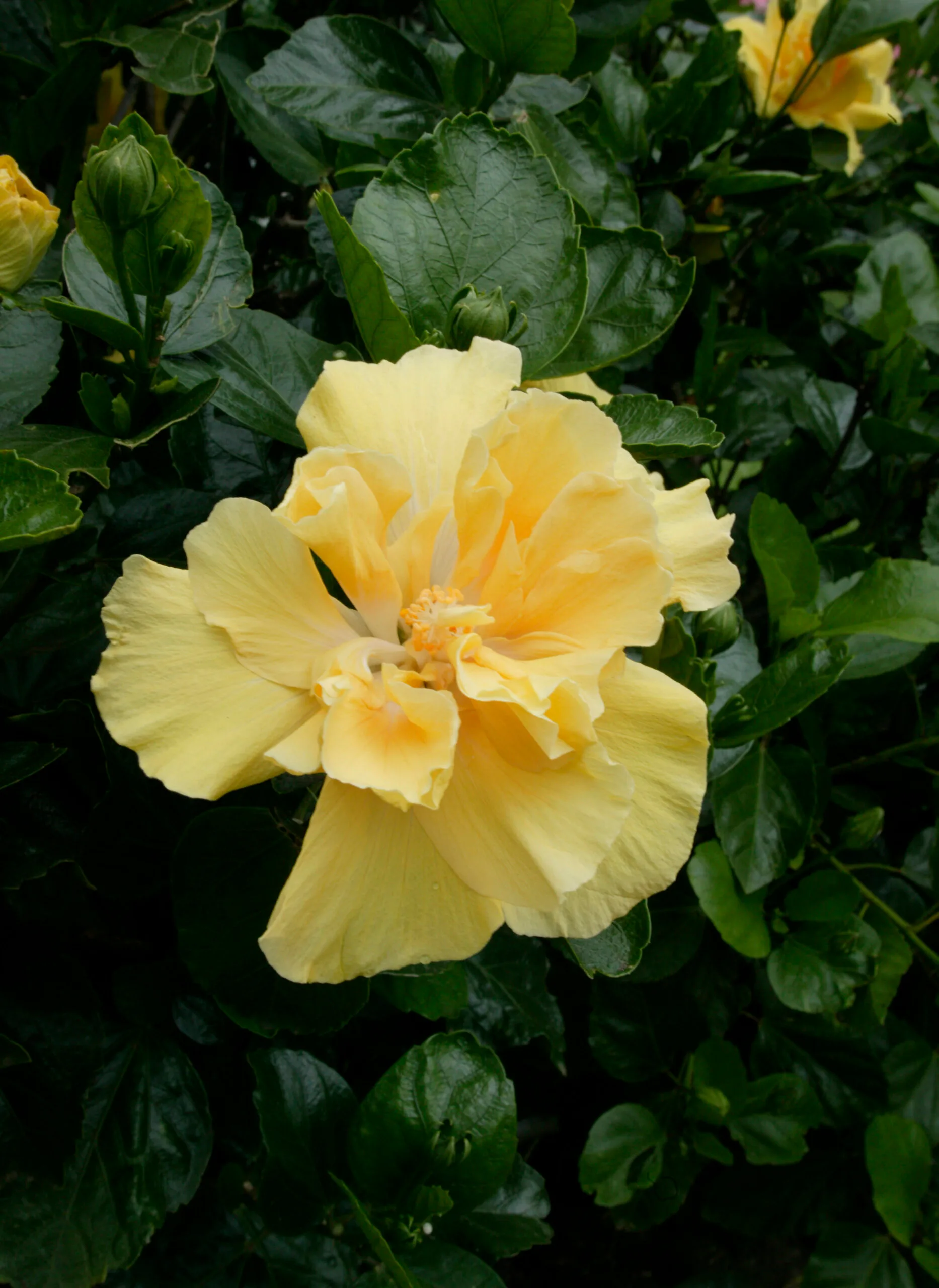 Hibiscus flowers: how to grow and care for