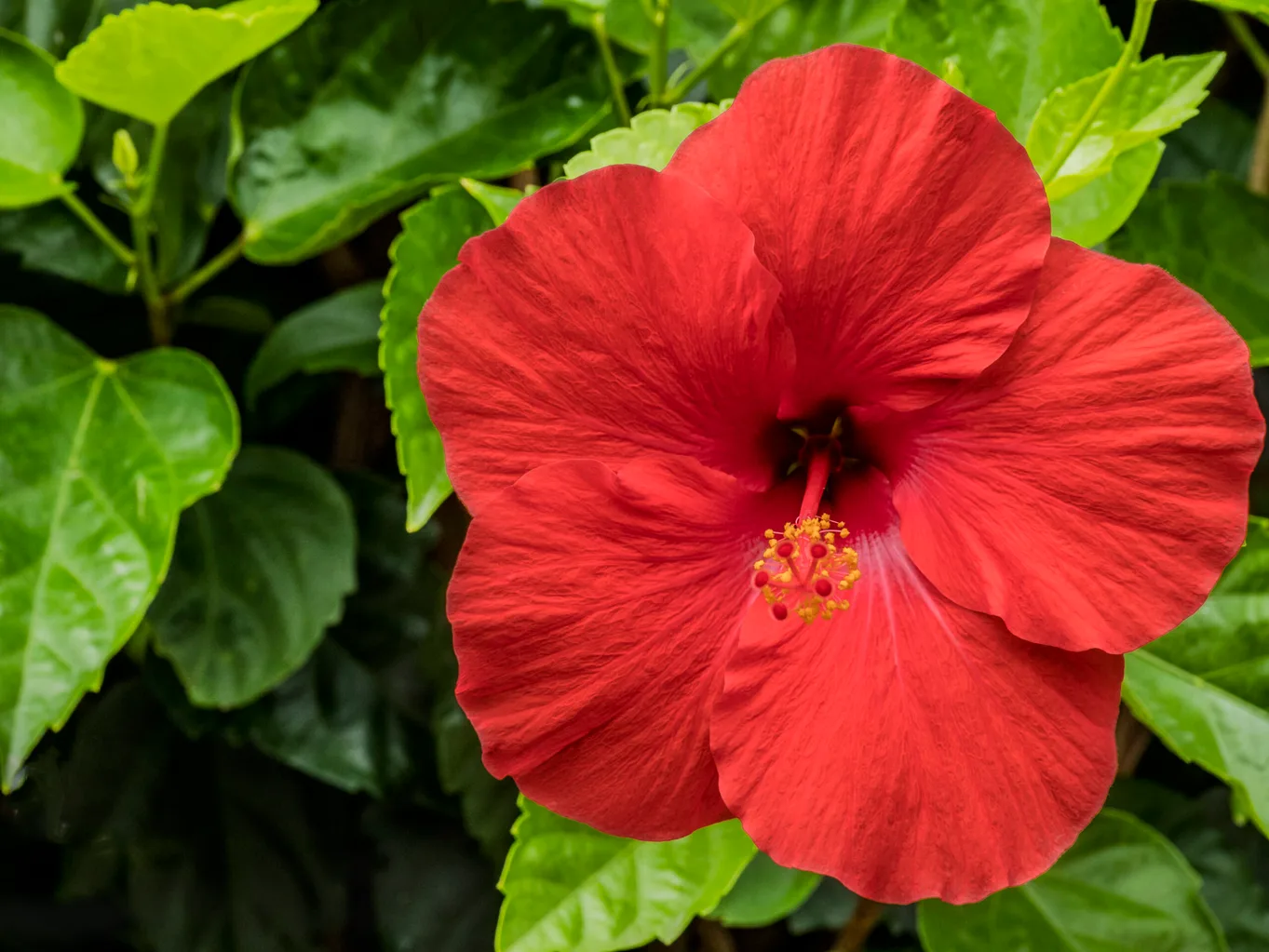 Hibiscus flowers: how to grow and care for