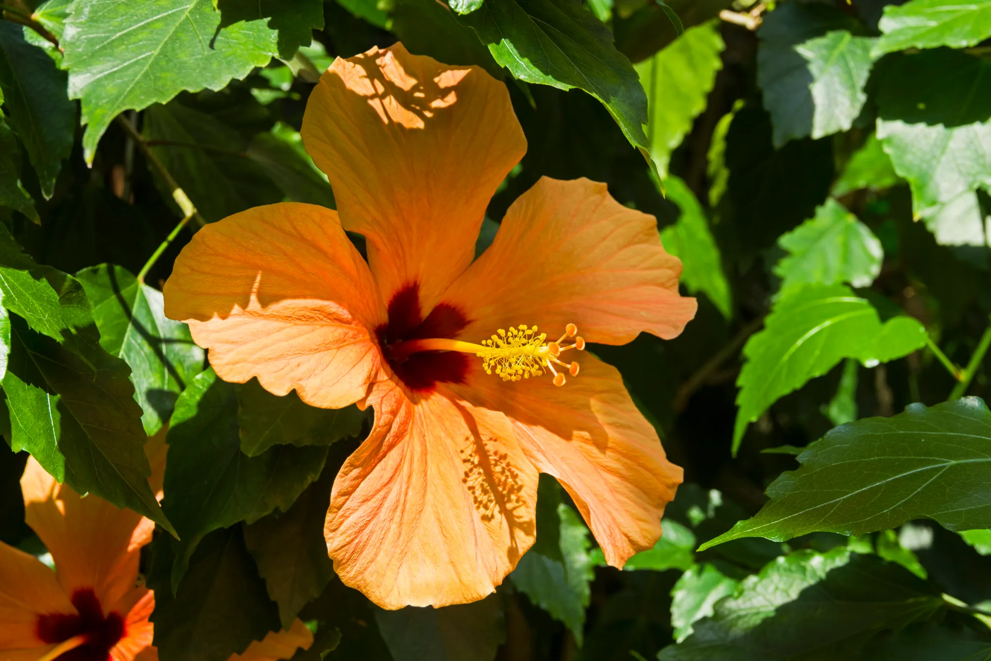 Hibiscus flowers: how to grow and care for