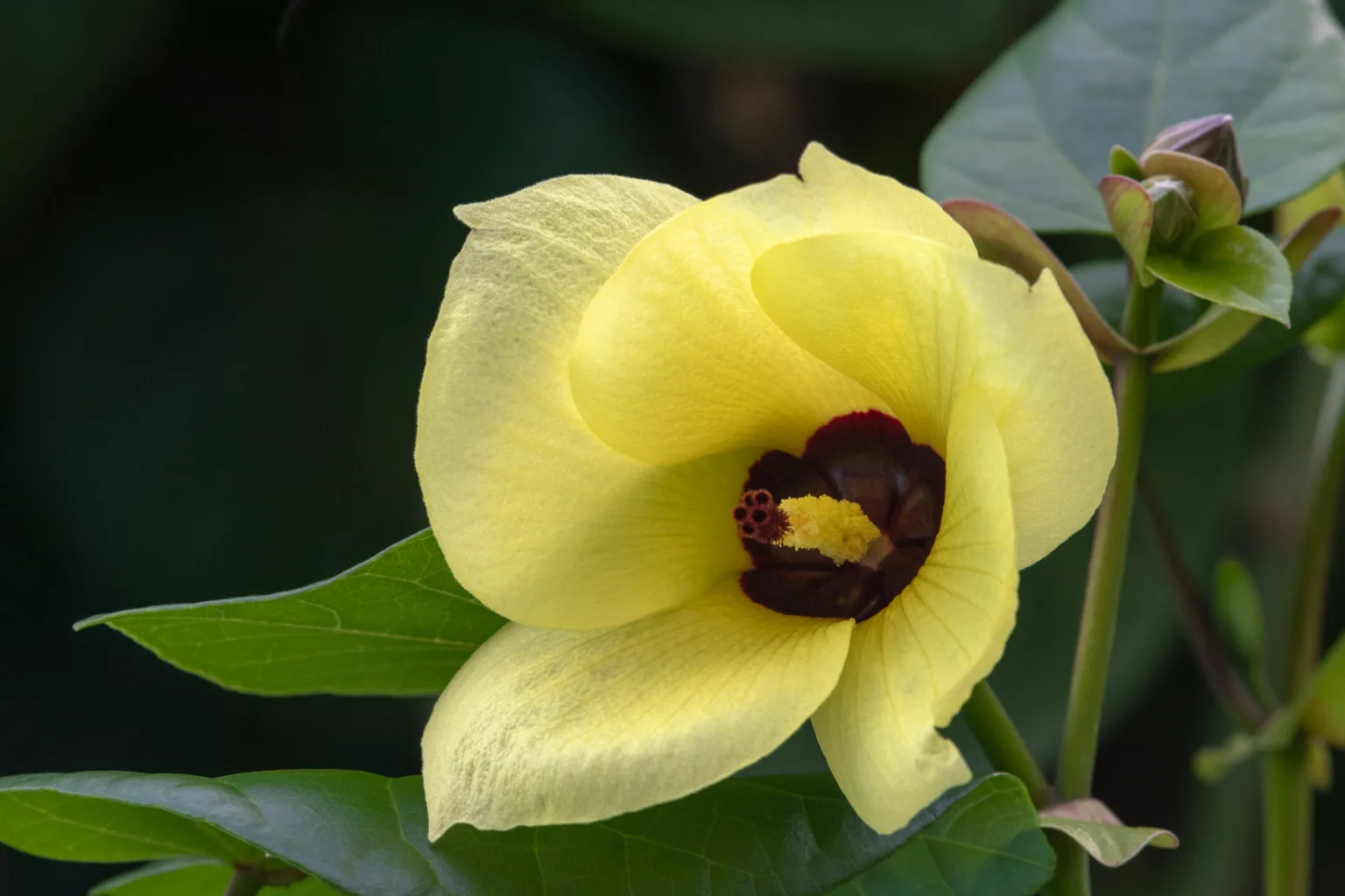 Hibiscus flowers: how to grow and care for