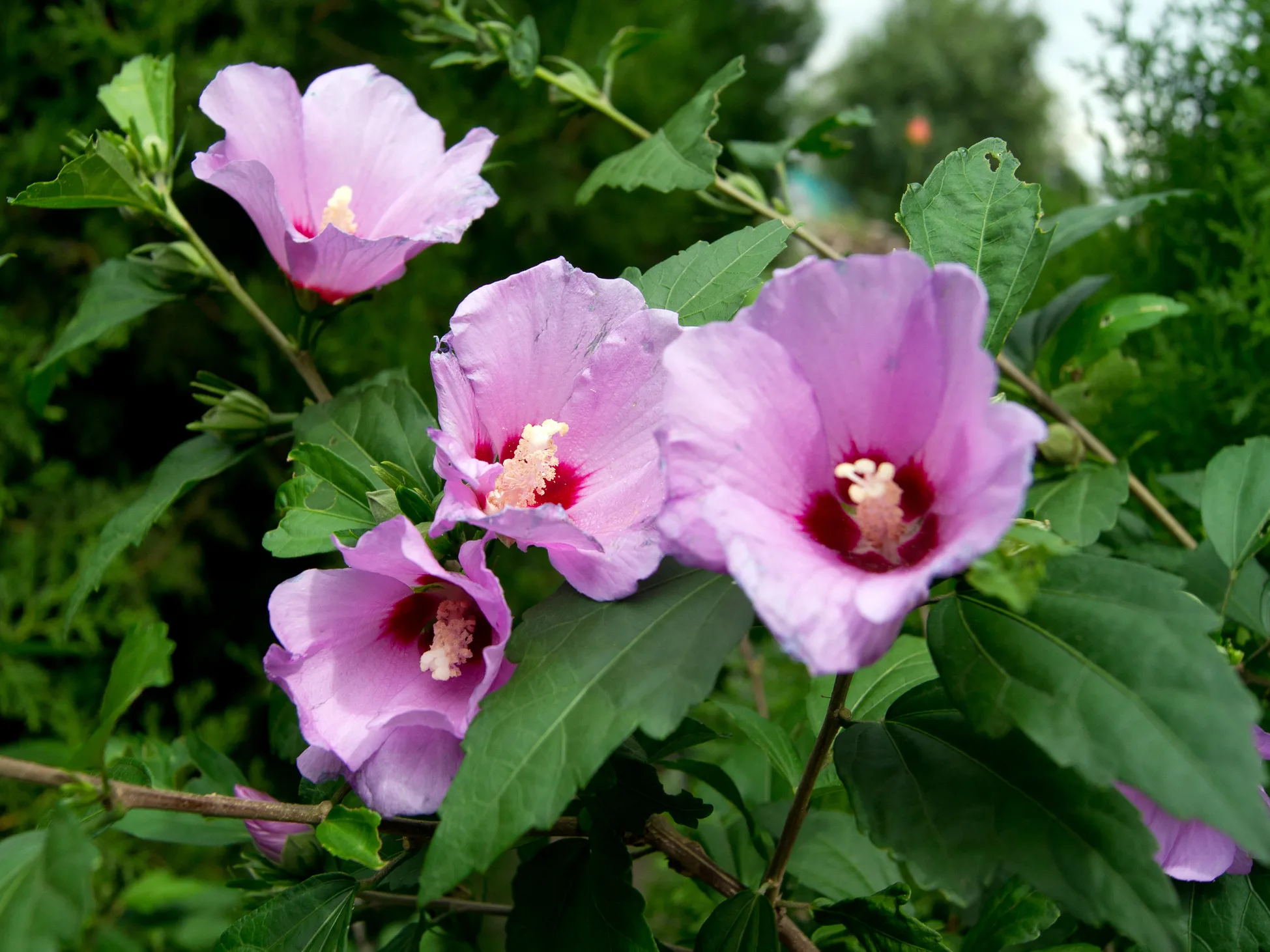 Hibiscus flowers: how to grow and care for