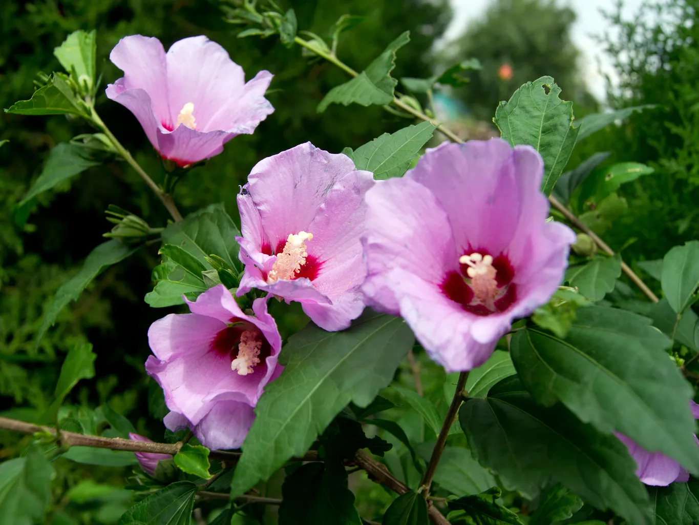 Hibiscus flowers: how to grow and care for