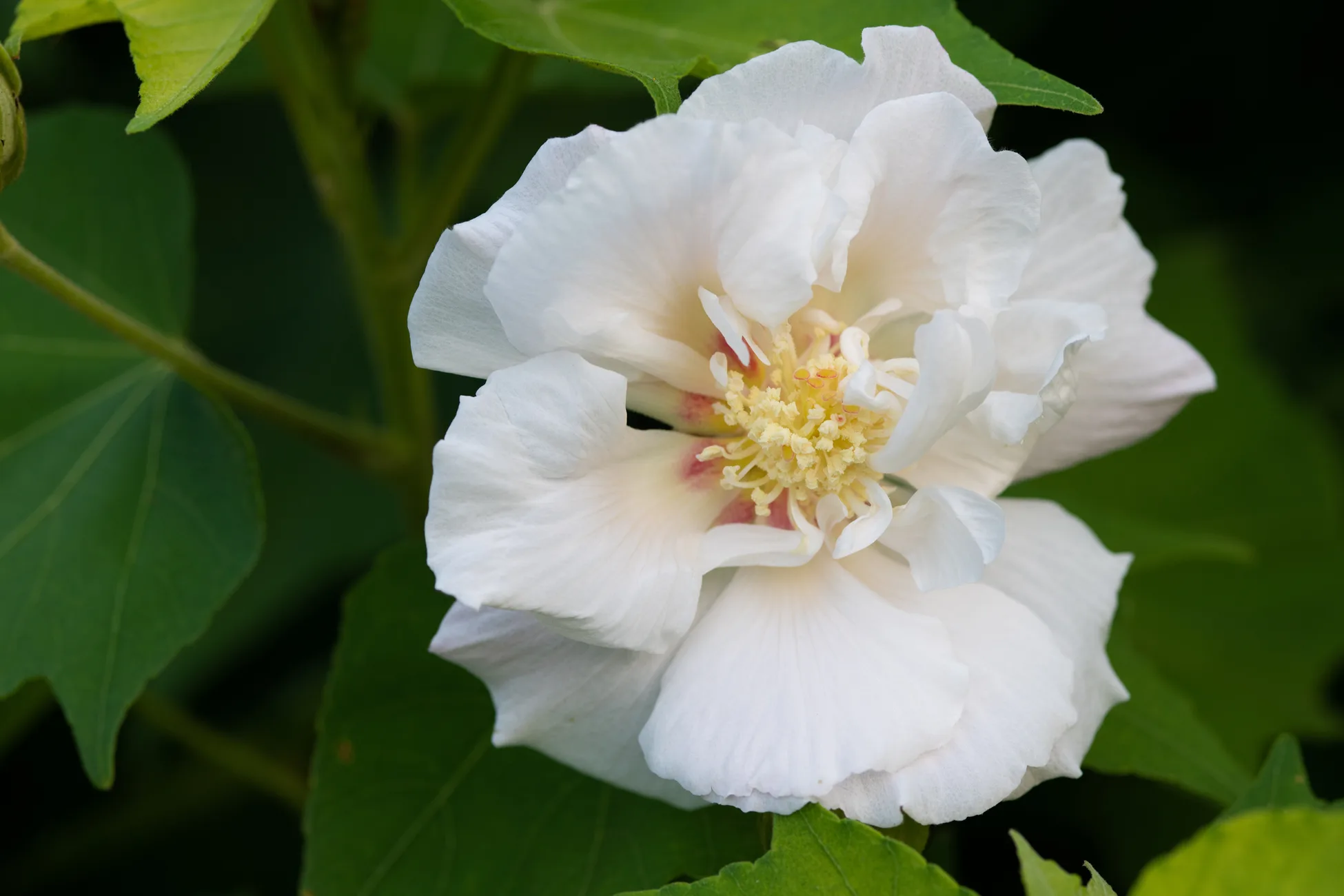 Hibiscus flowers: how to grow and care for