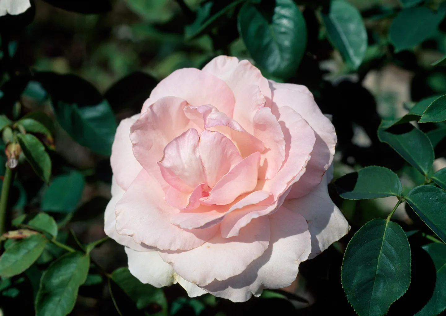 Best Roses To Grow In Australia