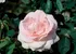 Best Roses To Grow In Australia