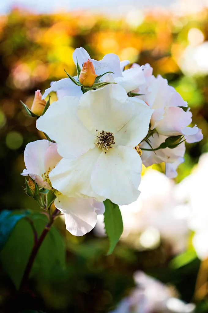 Best Roses To Grow In Australia