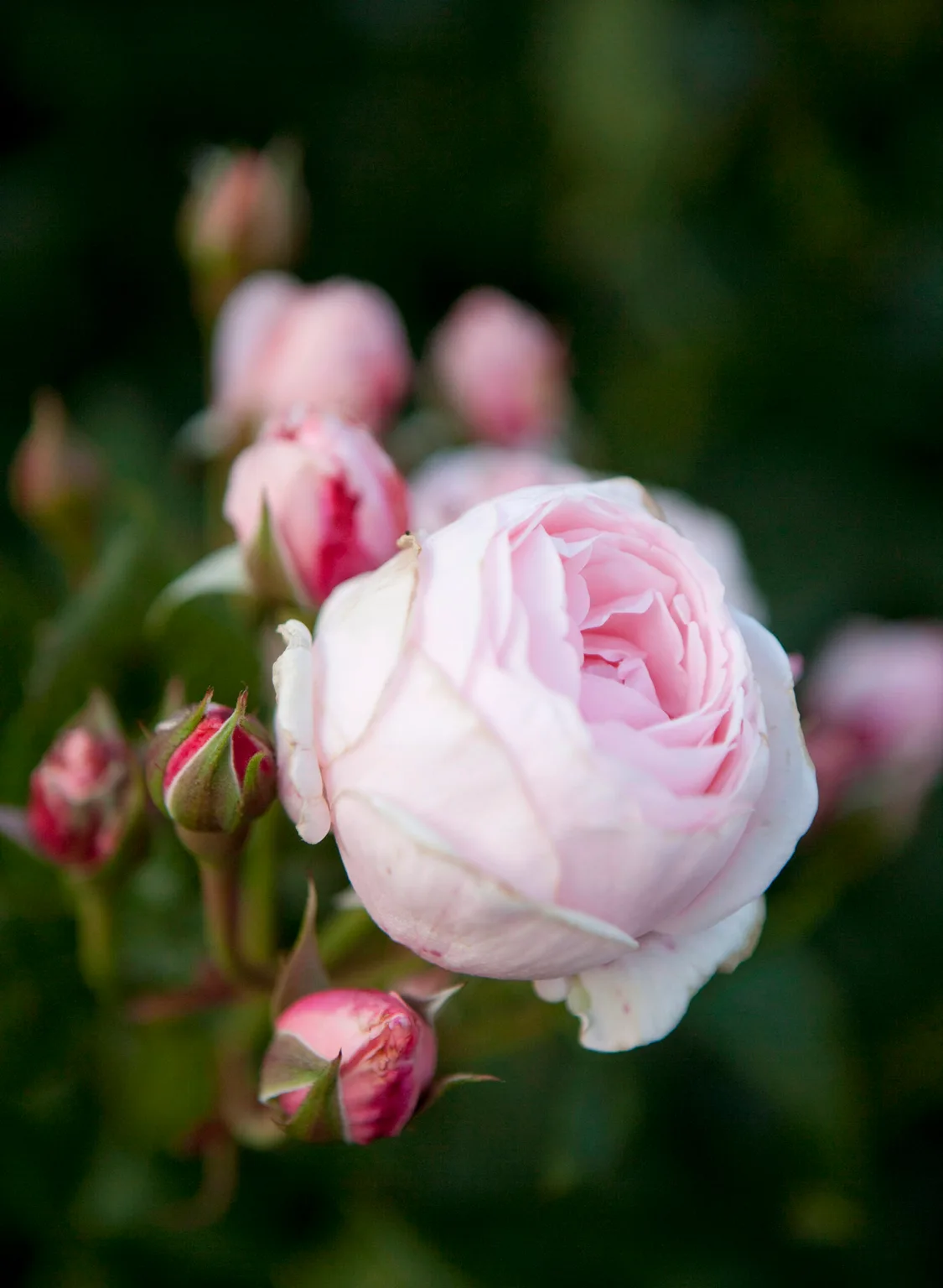 Best Roses To Grow In Australia
