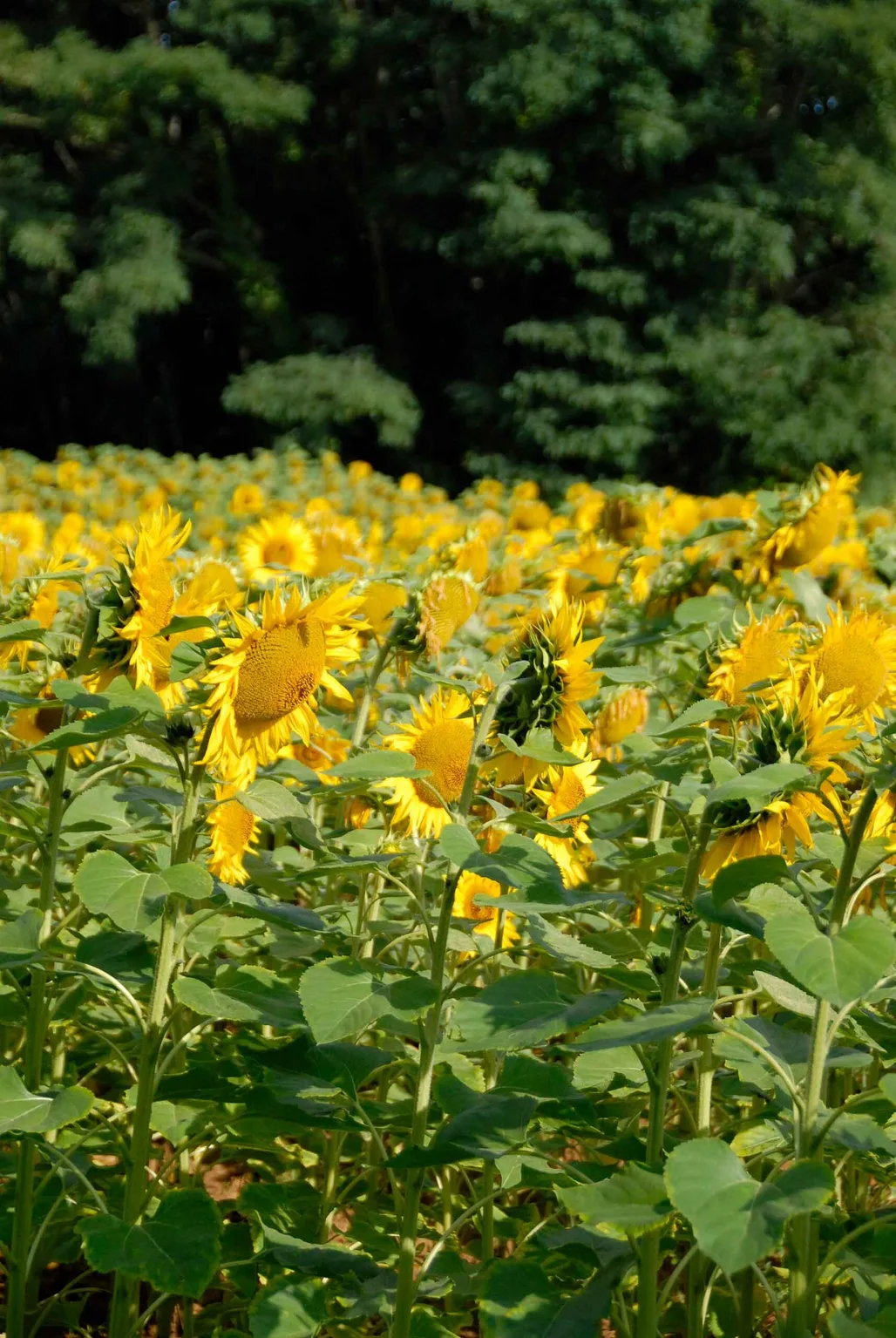 Sunflowers: How To Grow Them From Seed | Country Style