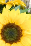 Sunflowers: How To Grow Them From Seed | Country Style