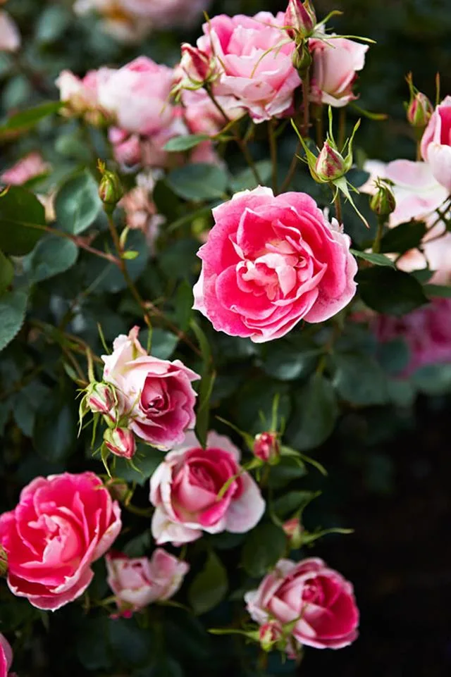 Caring For Roses: An Ultimate Starter Guide To Rose Care