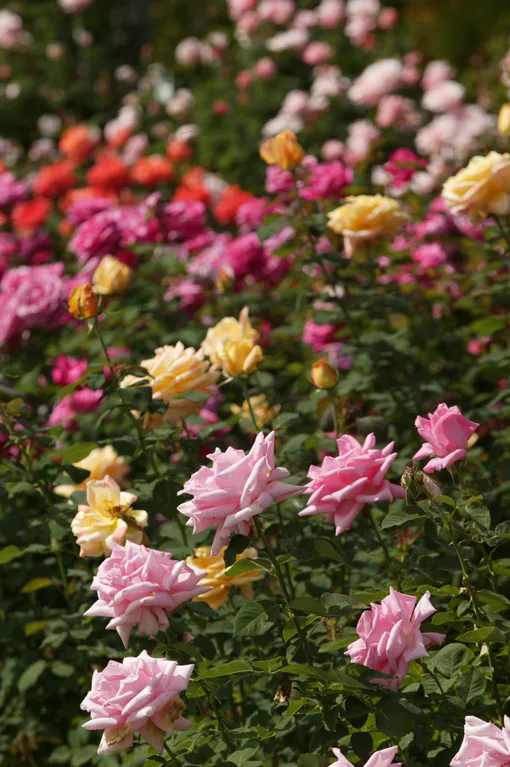 Caring For Roses: An Ultimate Starter Guide To Rose Care