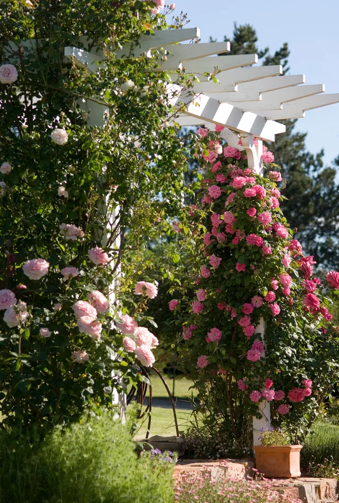 Caring For Roses: An Ultimate Starter Guide To Rose Care