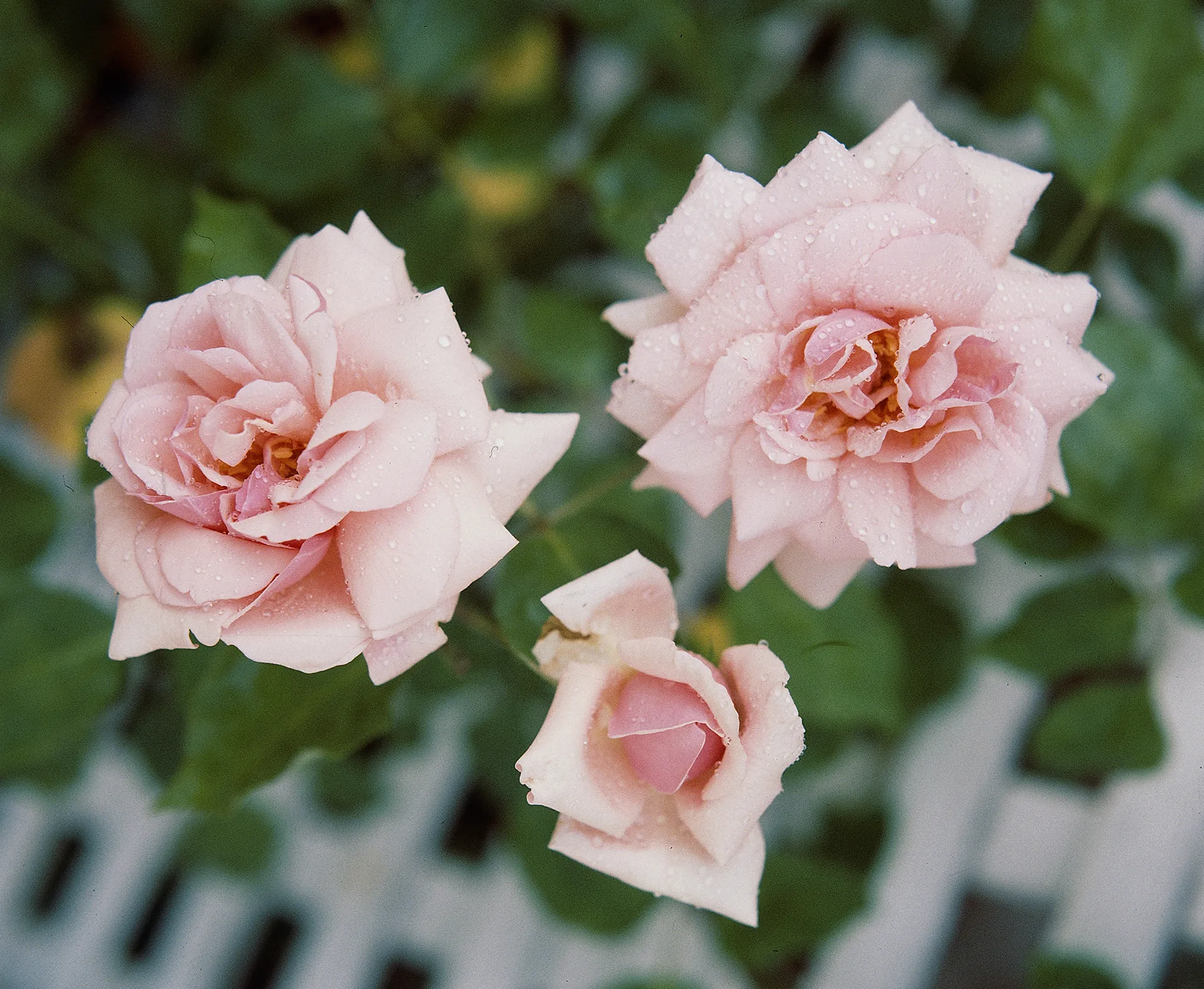 Caring For Roses: An Ultimate Starter Guide To Rose Care