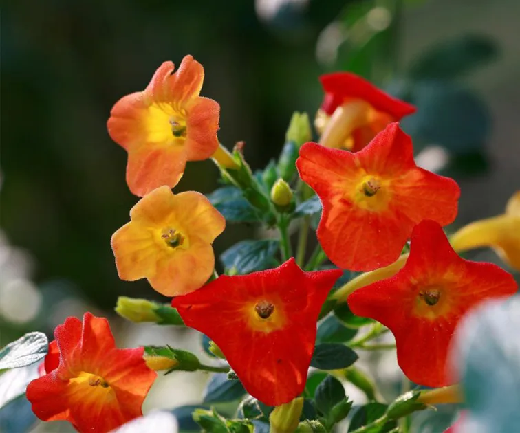 Marmalade bush: how to grow this vibrant ornamental