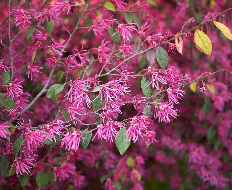 Loropetalums: how to grow and care for this beautiful flower