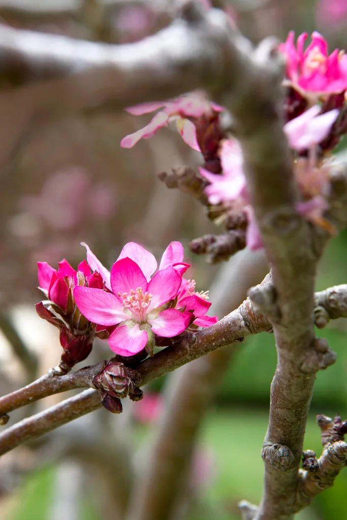 Spring Snow Crabapple: Grow Your Own Blossom Tree
