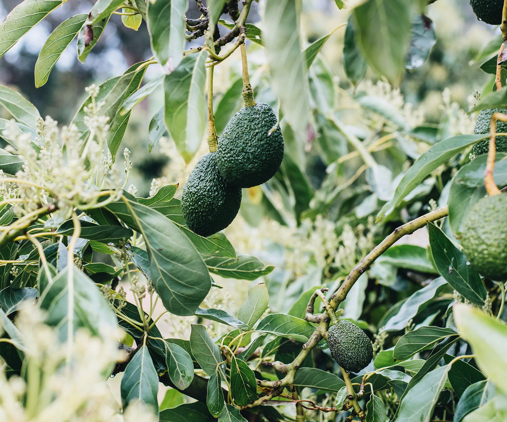 How To Ripen An Avocado | Homes To Love