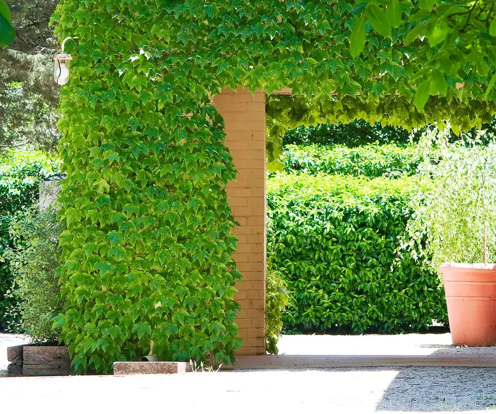 7 problem plants and how to manage them