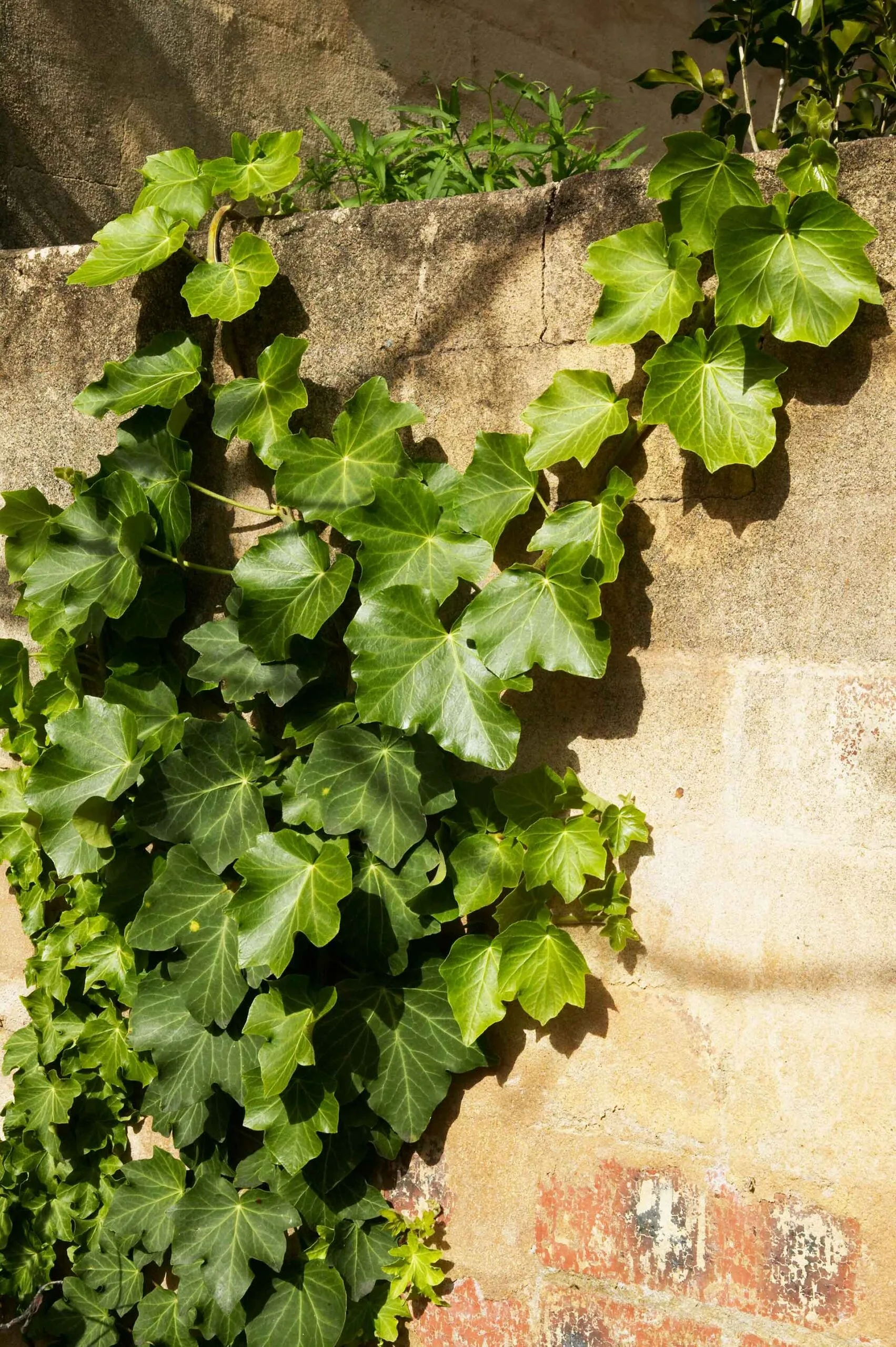 7 problem plants and how to manage them