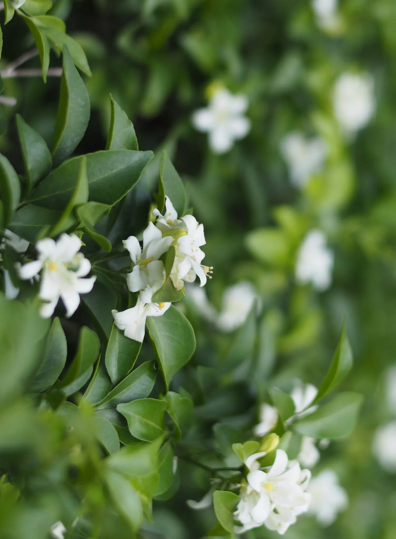 Hedge Plants: 5 Of The Best Varieties For Australian Gardens | Homes To ...