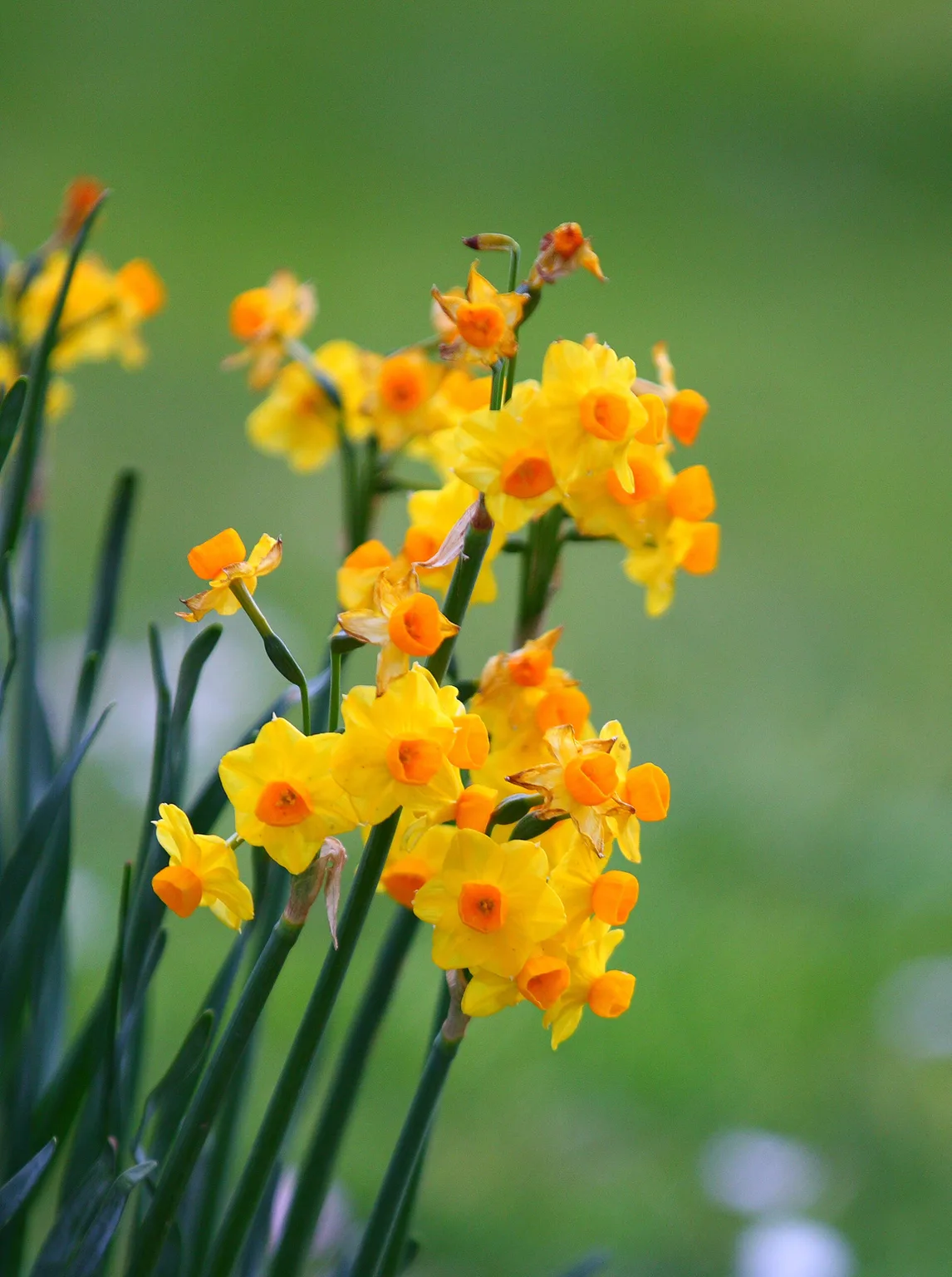 Jonquils Plant Guide: How to Grow and Maintain Them | Homes To Love