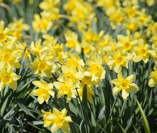 Jonquils Plant Guide: How to Grow and Maintain Them | Homes To Love
