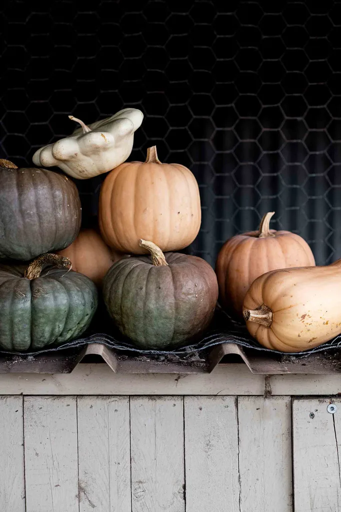 Pumpkin season in Australia & handy cooking tips