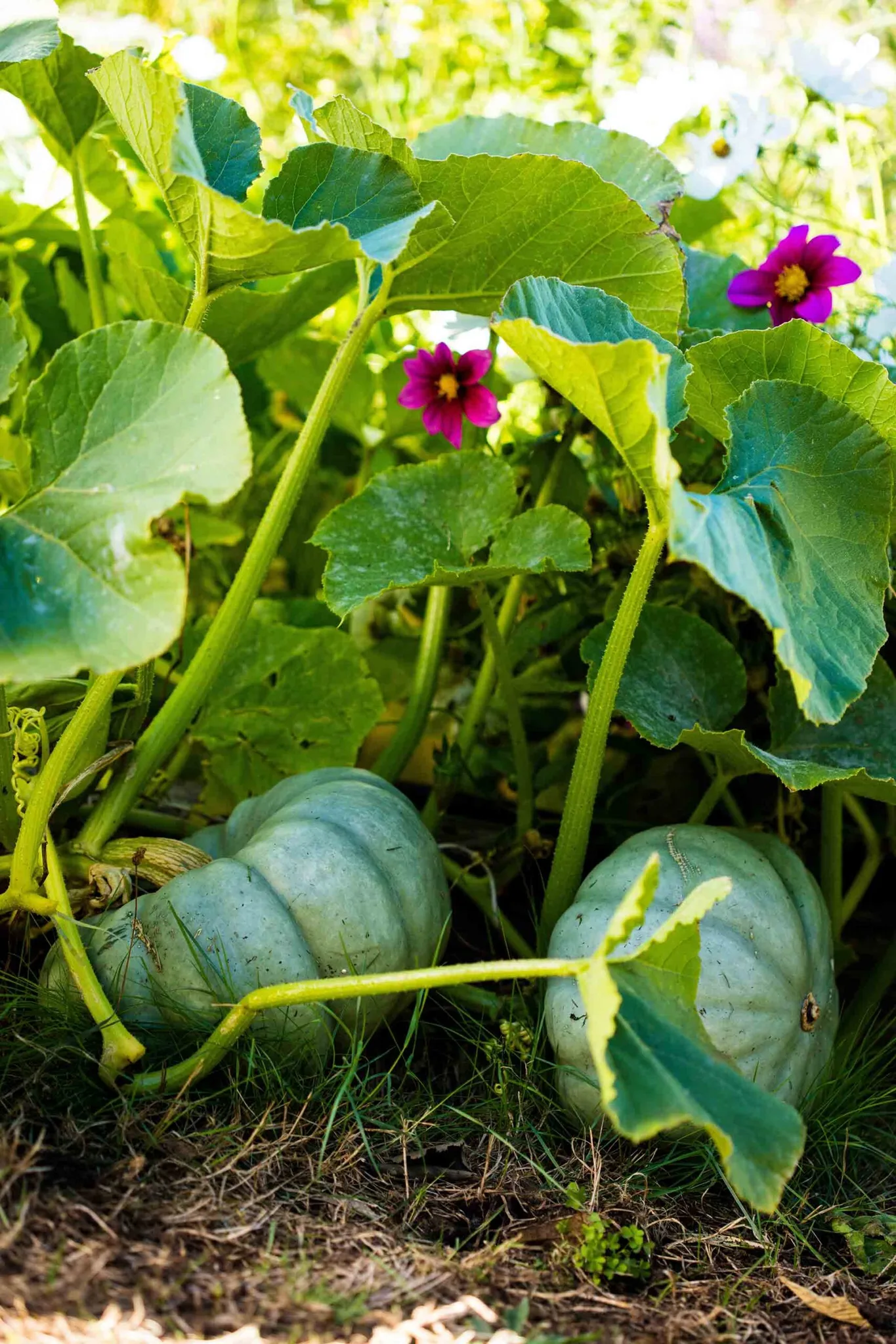 5 Types Of Pumpkin In Australia | Homes To Love