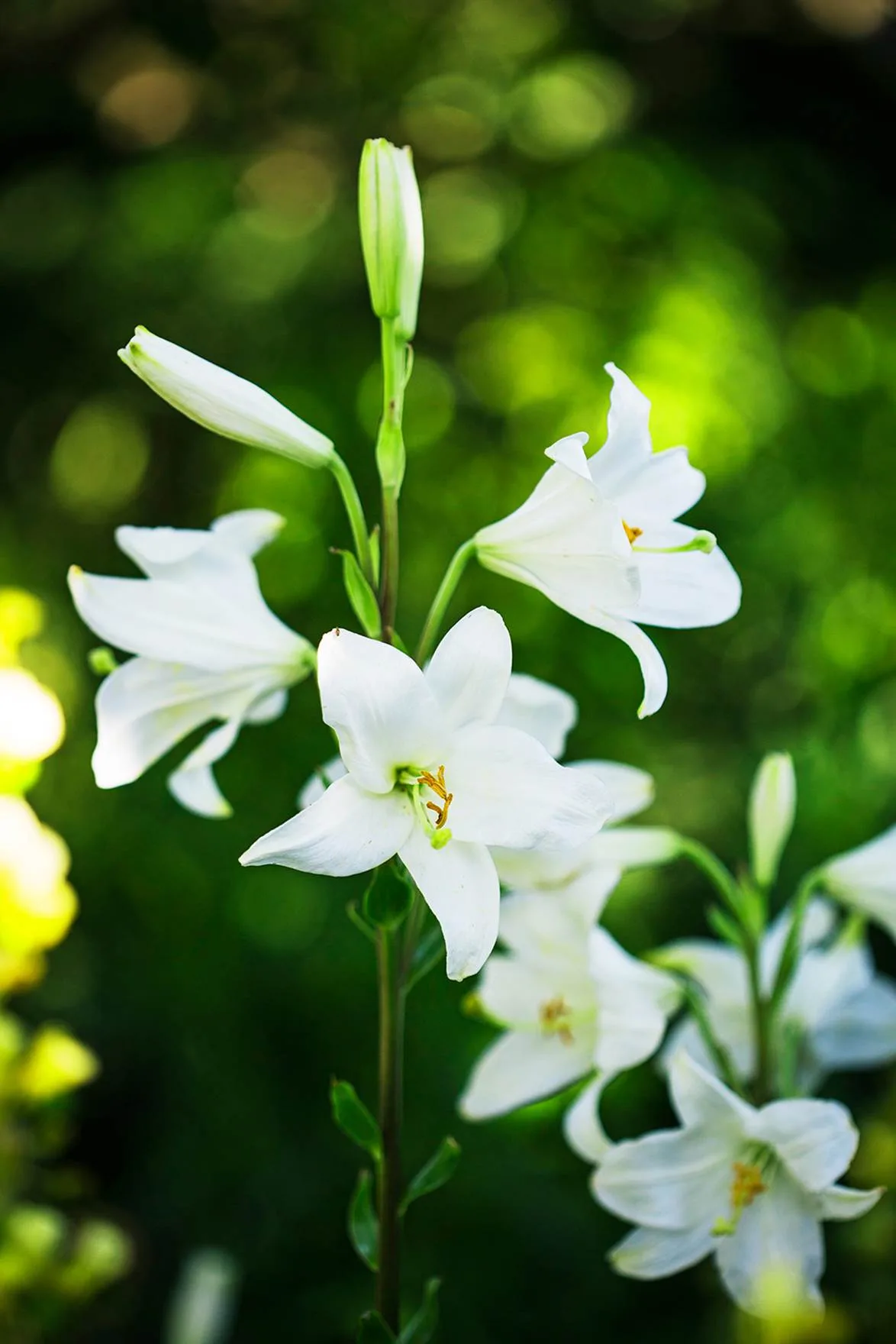 Growing Liliums: How To Ensure Your Lilies Thrive