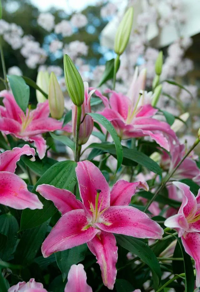 Growing Liliums: How To Ensure Your Lilies Thrive