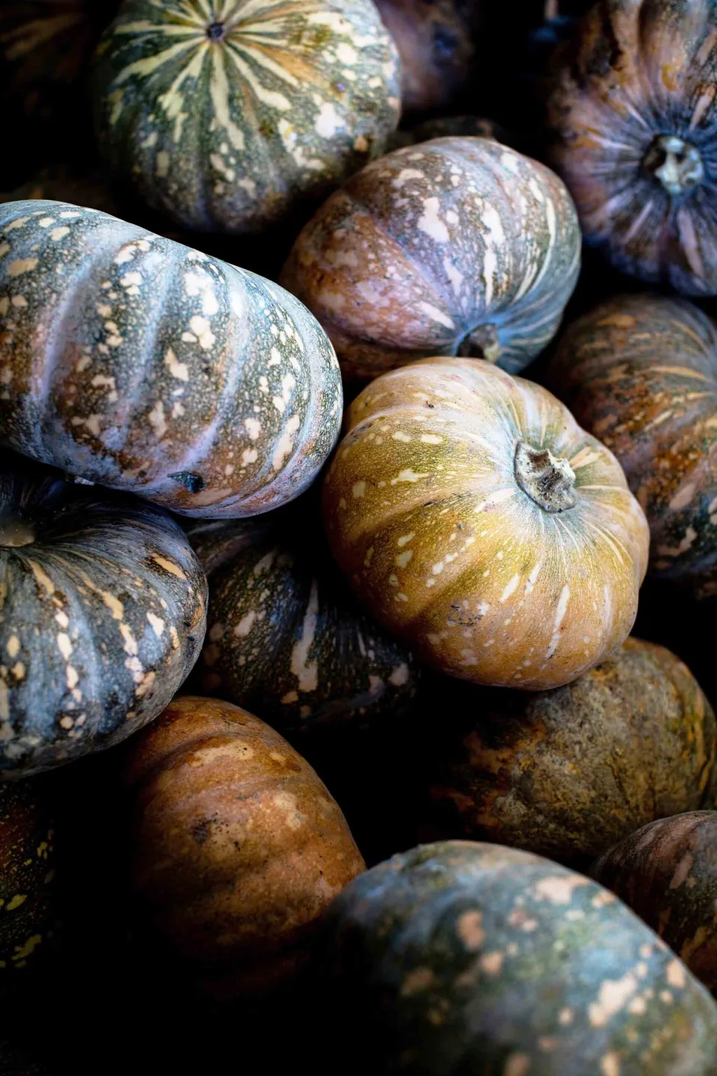 5 Types Of Pumpkin In Australia | Homes To Love