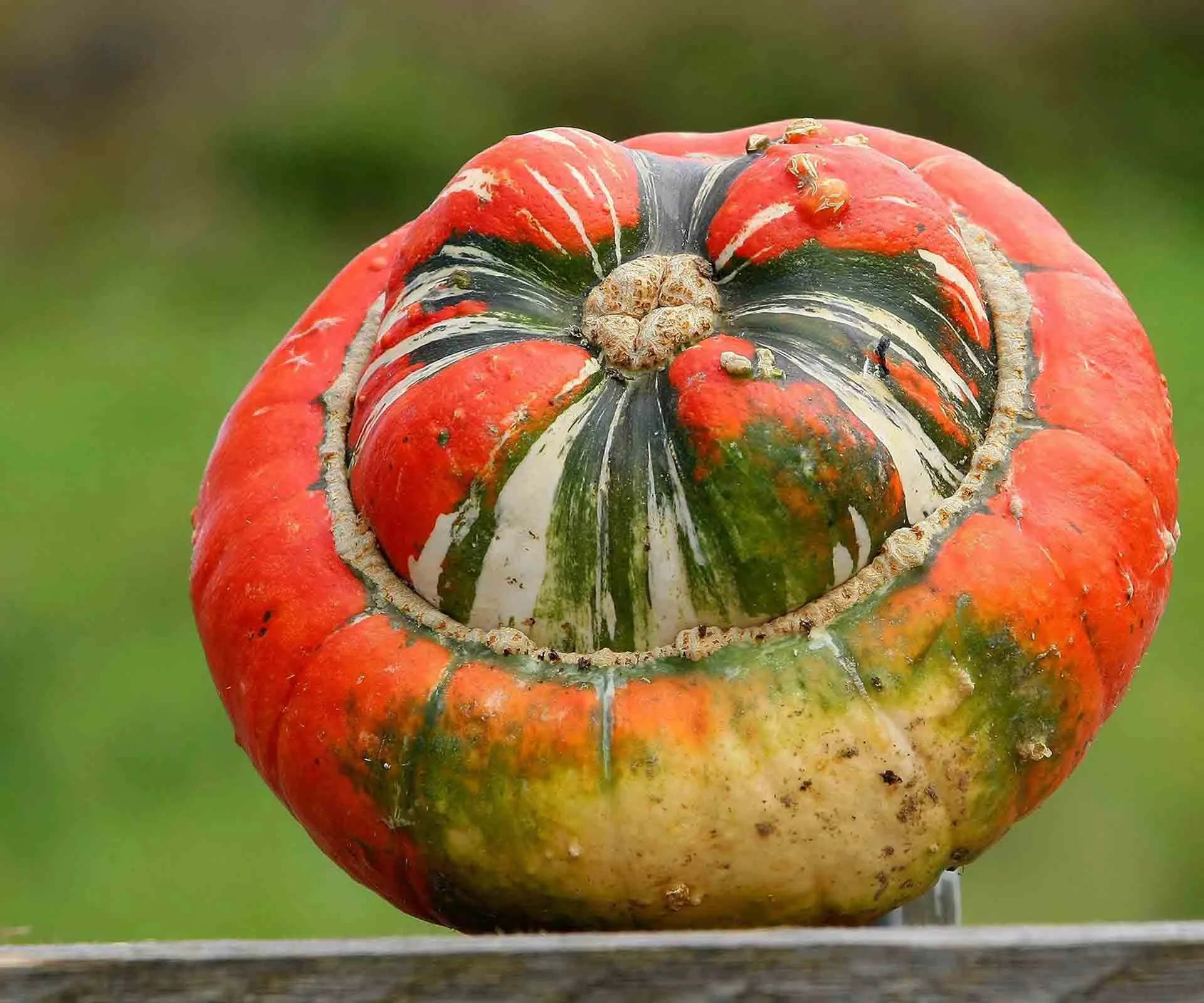 5 Types Of Pumpkin In Australia | Homes To Love