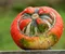 5 Types Of Pumpkin In Australia | Homes To Love