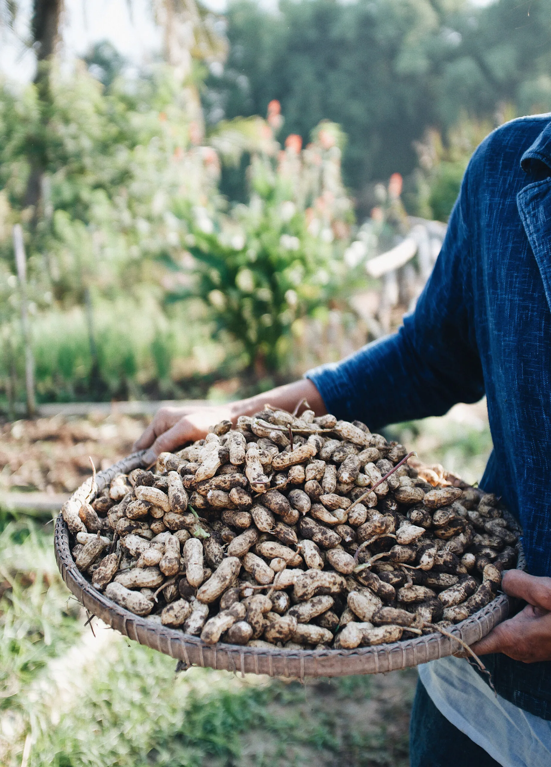 Peanuts: How to grow and care for this delicious legume