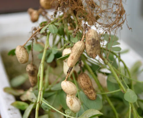 Peanuts: How to grow and care for this delicious legume