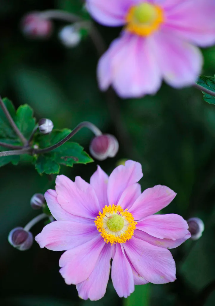 Spring Flowers: 14 Of The Best To Plant This Year