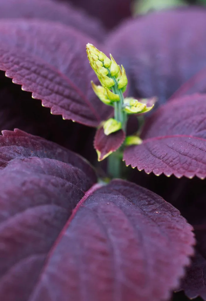 21 Purple Plants That Thrive In Australian Gardens
